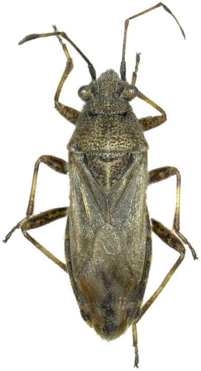 農大厚木キャンパスで見つかった外来ナガカメムシ